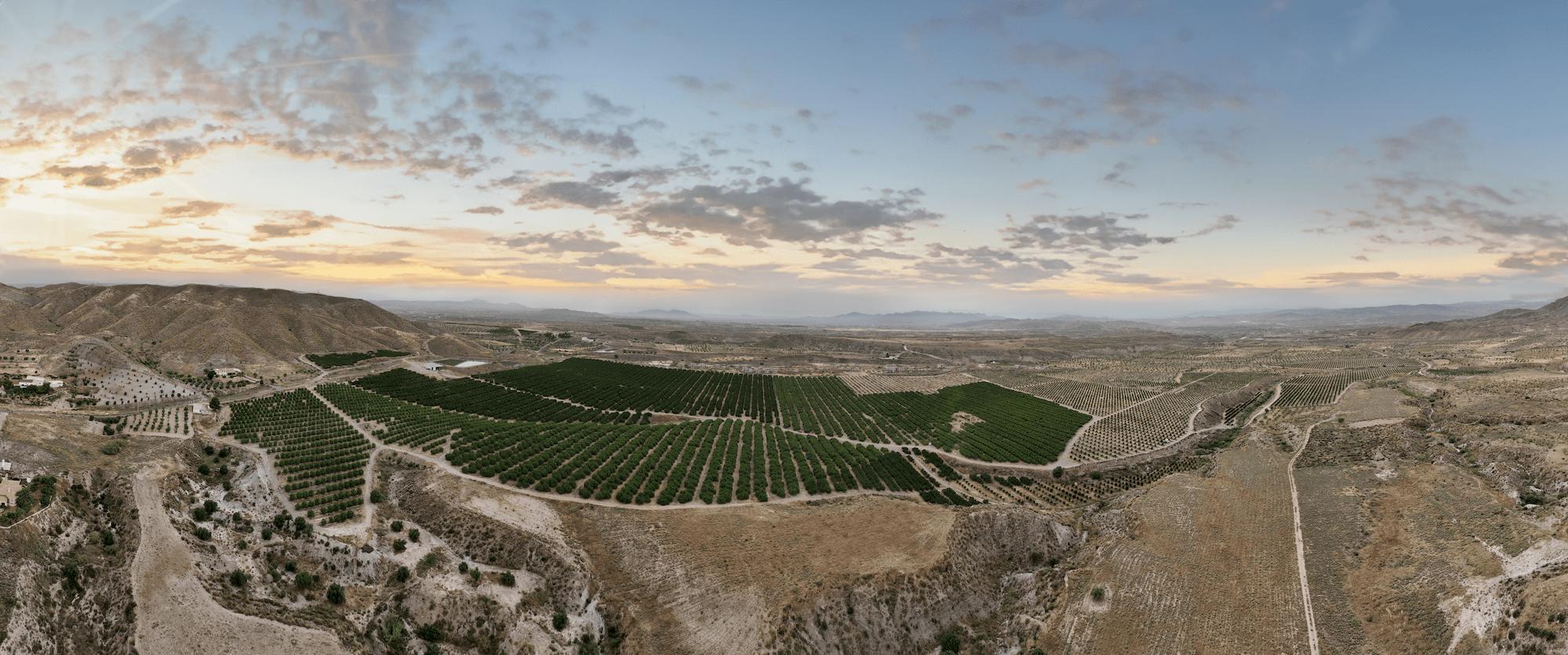 CIOR - Sunridge Citrus